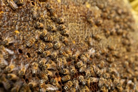 How to Get Through the First Season of Keeping Bees - Grit